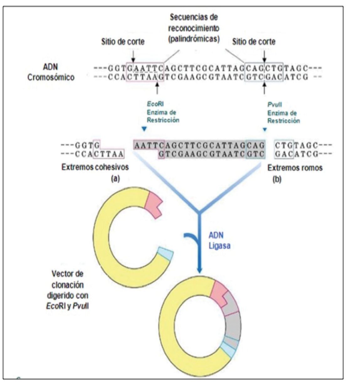 Álbumes 18+ Foto Que Es Un Vector De Clonacion Actualizar