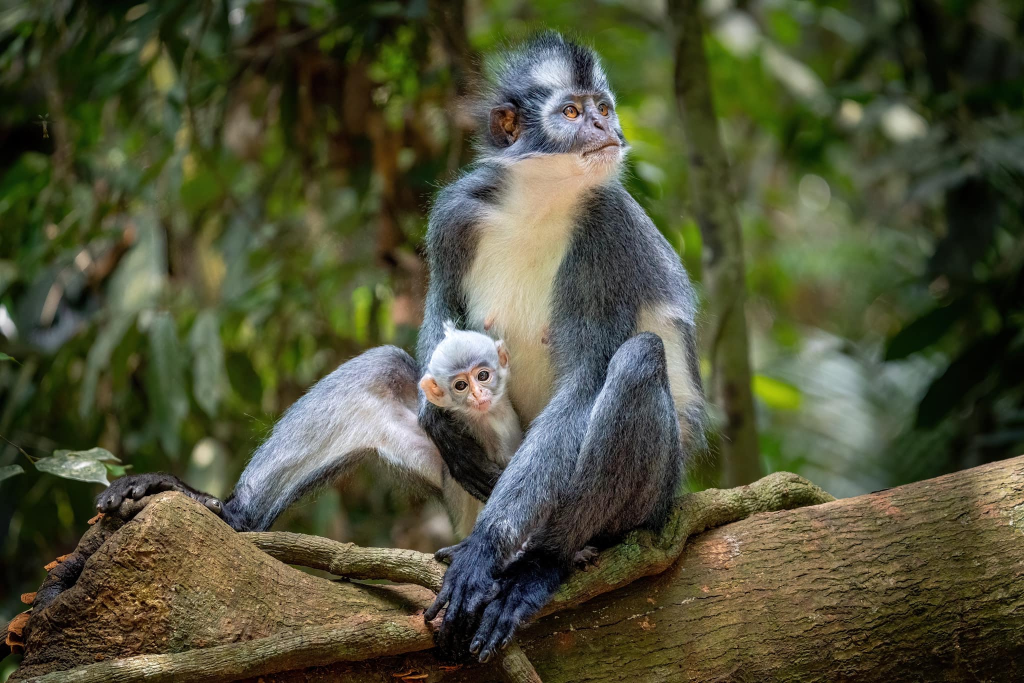 Langur de Thomas (Presbytis thomasi)